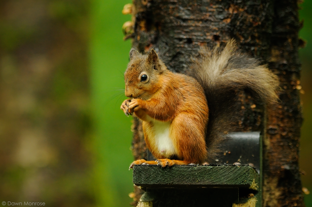 Tails from Scotland – Dawn Monrose Nature Photography