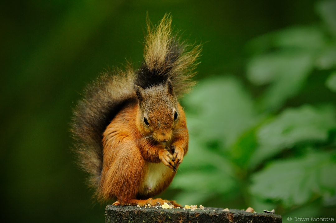 Tails from Scotland – Dawn Monrose Nature Photography