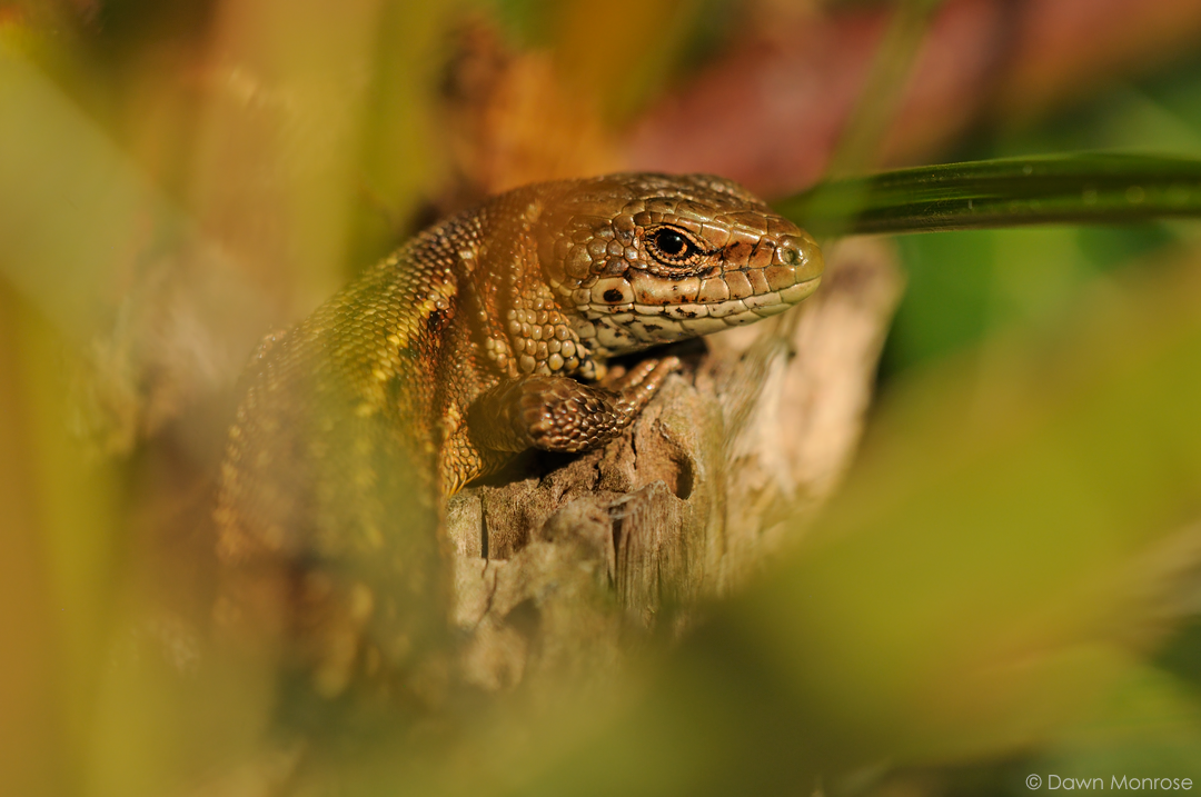 Jurassic gardens – Dawn Monrose Nature Photography